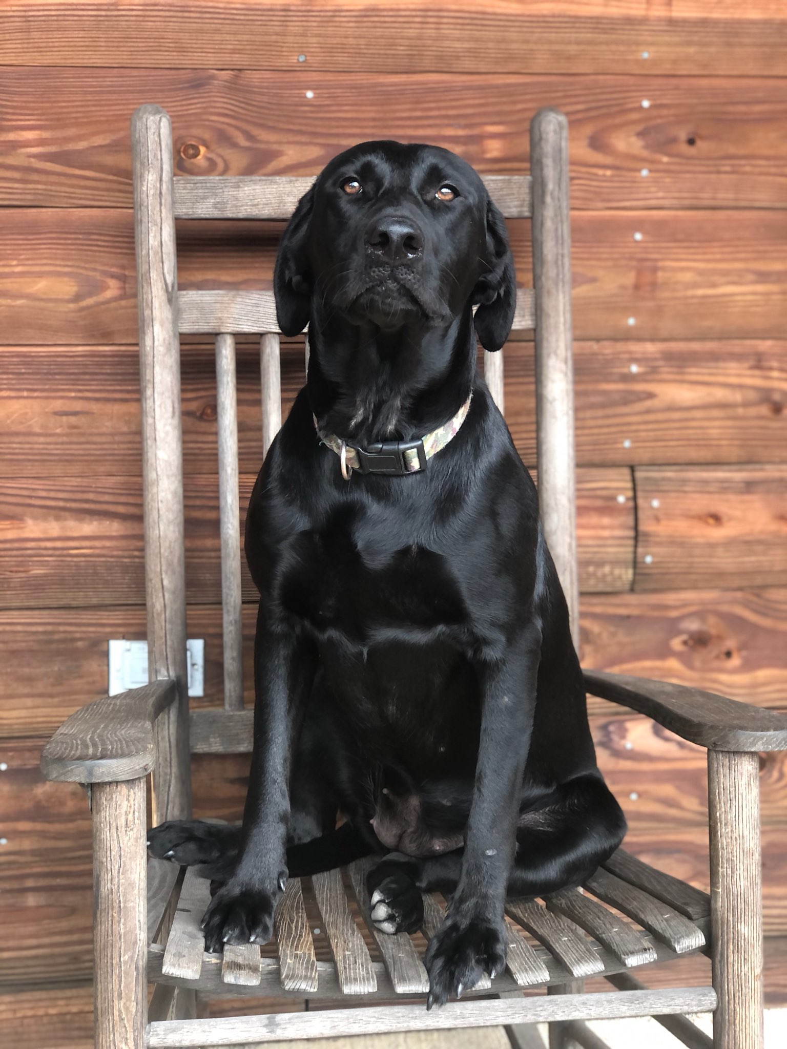 About Us – Black Dog Design, Inc.